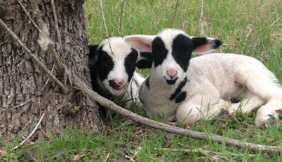 Harlequin Sheep Society & Registry | Home of the Harlequin Sheep