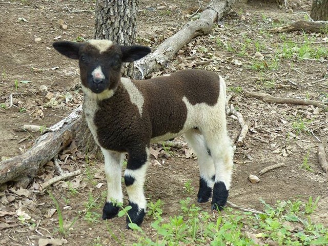 Harlequin Sheep Society & Registry | Home of the Harlequin Sheep